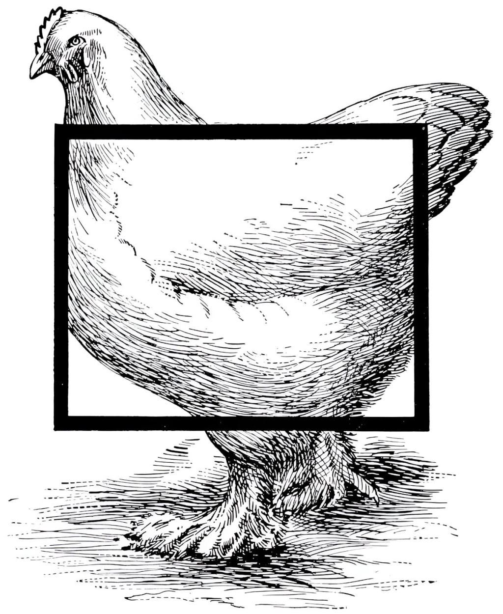 Cluckin' about curves: What chicken keepers mean by 'shape' and why it ...