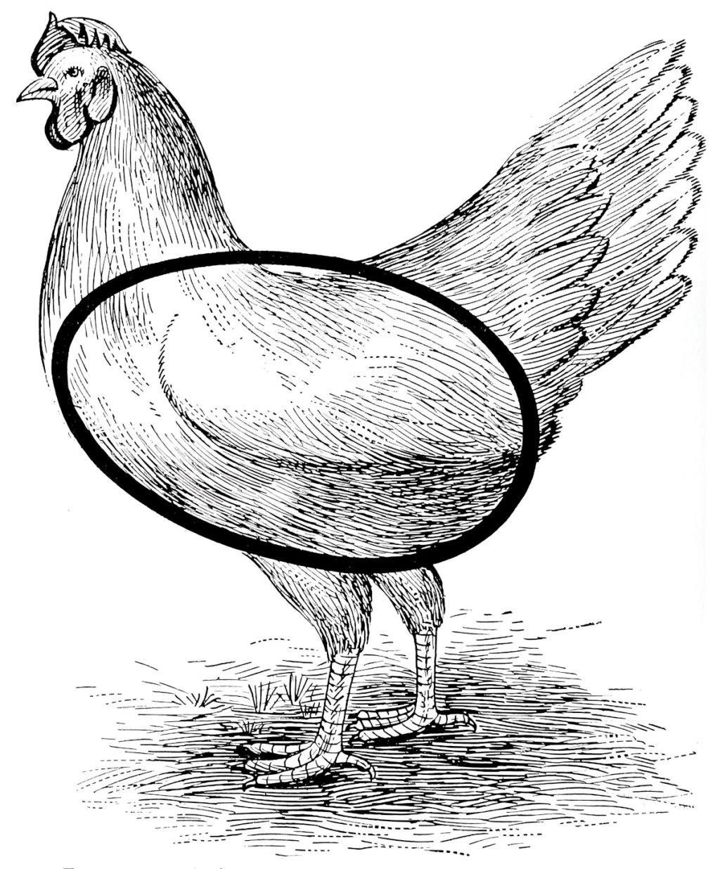 Cluckin' about curves: What chicken keepers mean by 'shape' and why it ...