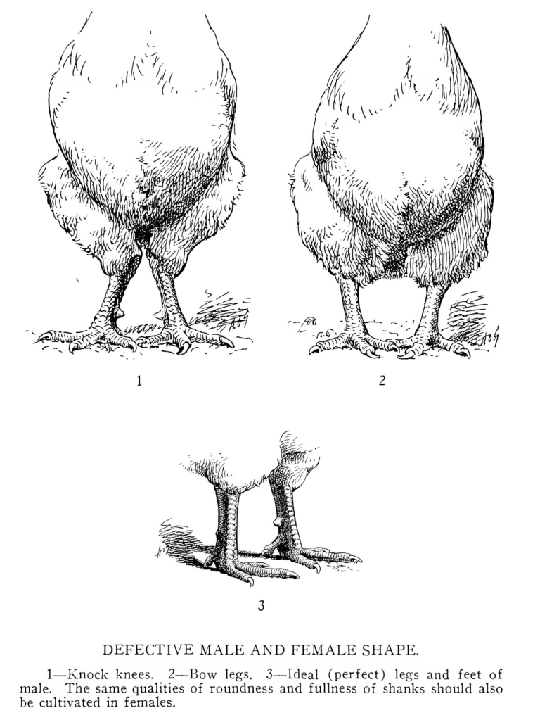 Cluckin' about curves: What chicken keepers mean by 'shape' and why it ...