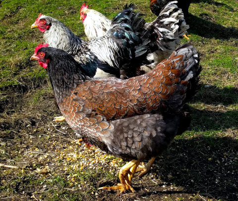 Cluckin' about curves: What chicken keepers mean by 'shape' and why it ...