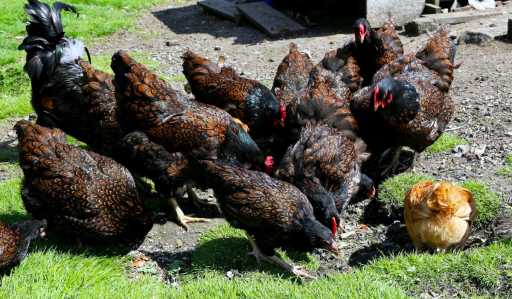 The secret to a happy flock lies in the chickens' evolutionary past ...