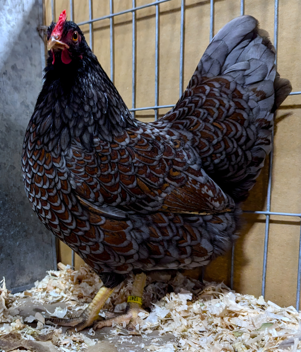 What do Barnevelder chickens look like. With many more pictures than is necessary. - The Barnevelder